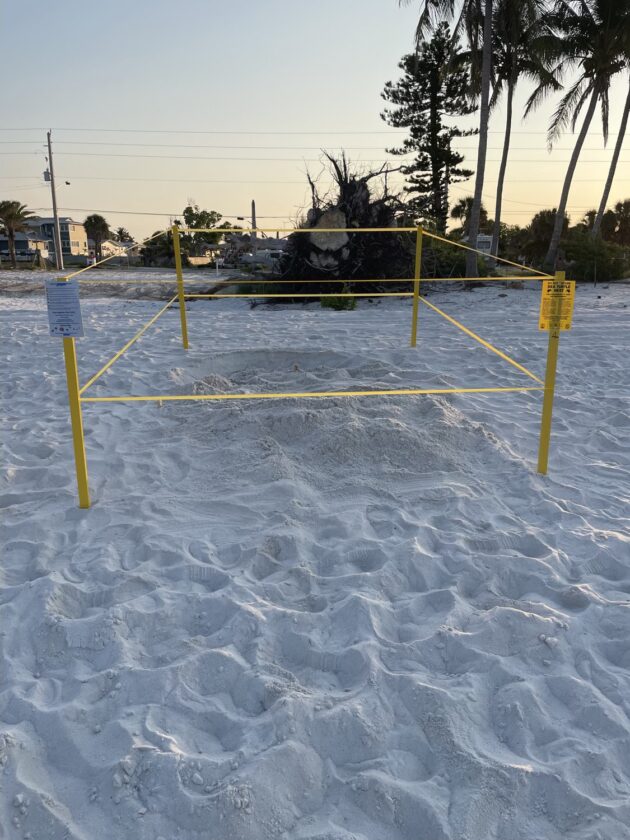 Eight sea turtle nests on Fort Myers Beach in two weeks - FORT MYERS ...